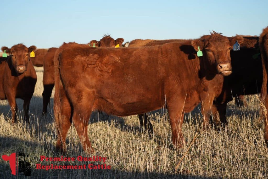 38 Head Fall Calving Red Angus Cows - Premiere Auctions